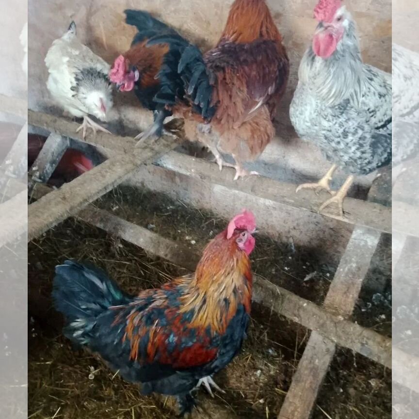 Домашние молодые петухи