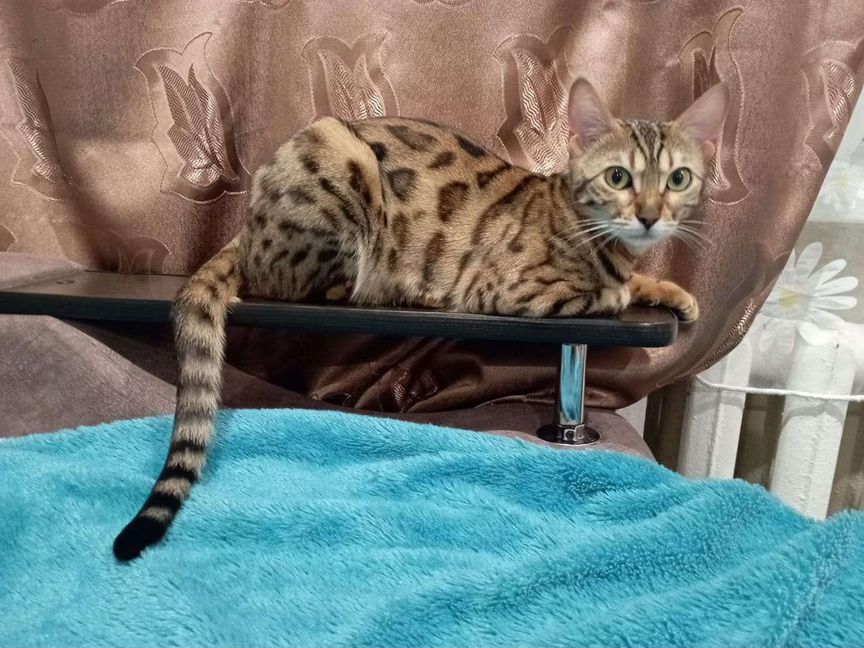 Ищем бенгальского кота для случки