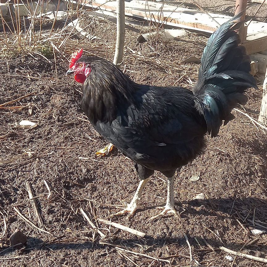 Петухи домашние молодые