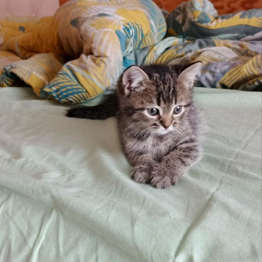 Котик