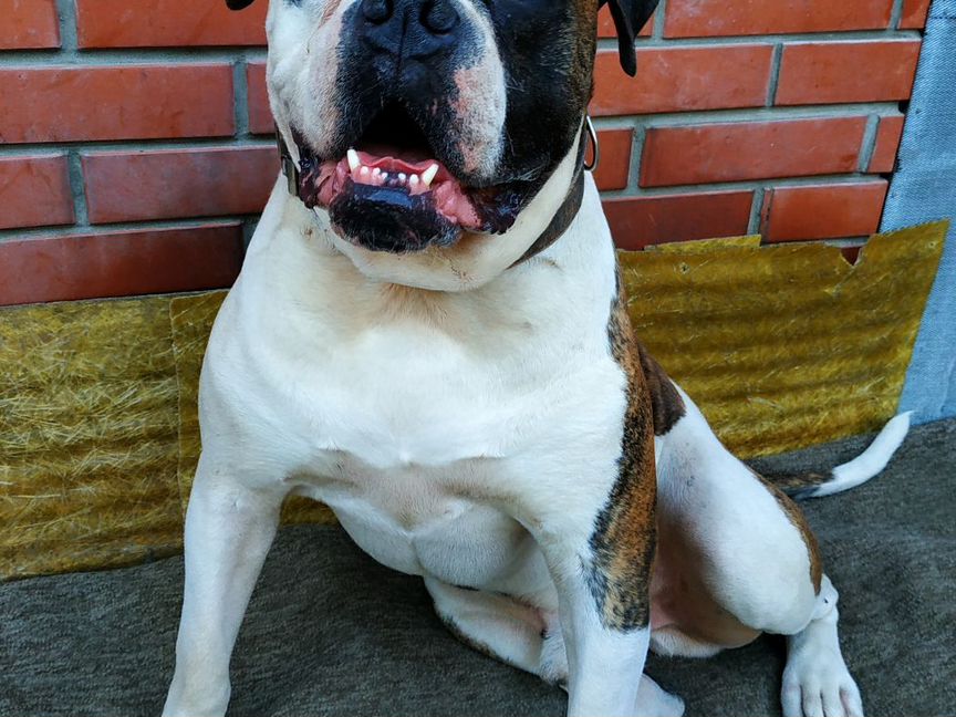 Американский бульдог вязка