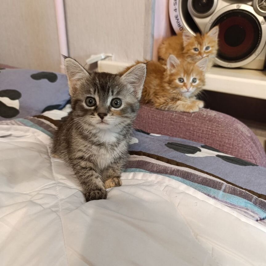 Котята в добрые руки