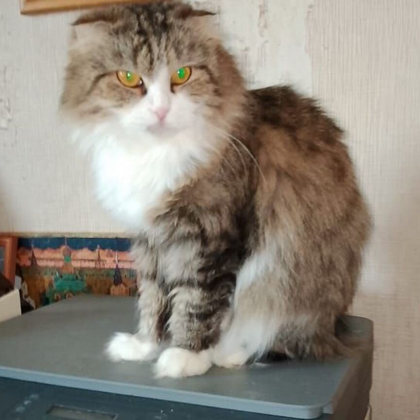 Кошечка-мечта