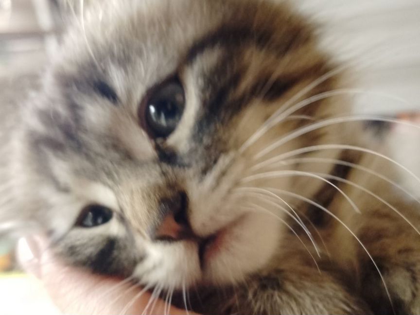 Котенок 2 месяца девочка