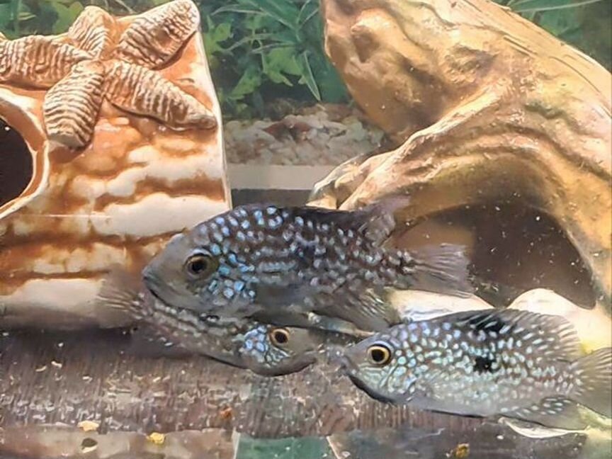 Аквариумные рыбки