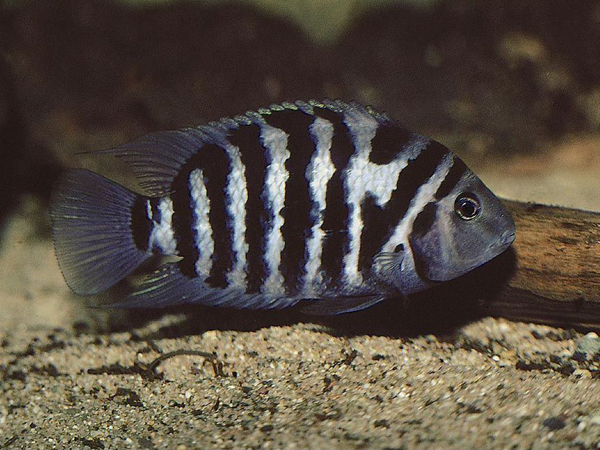 Цихлозома полосатая