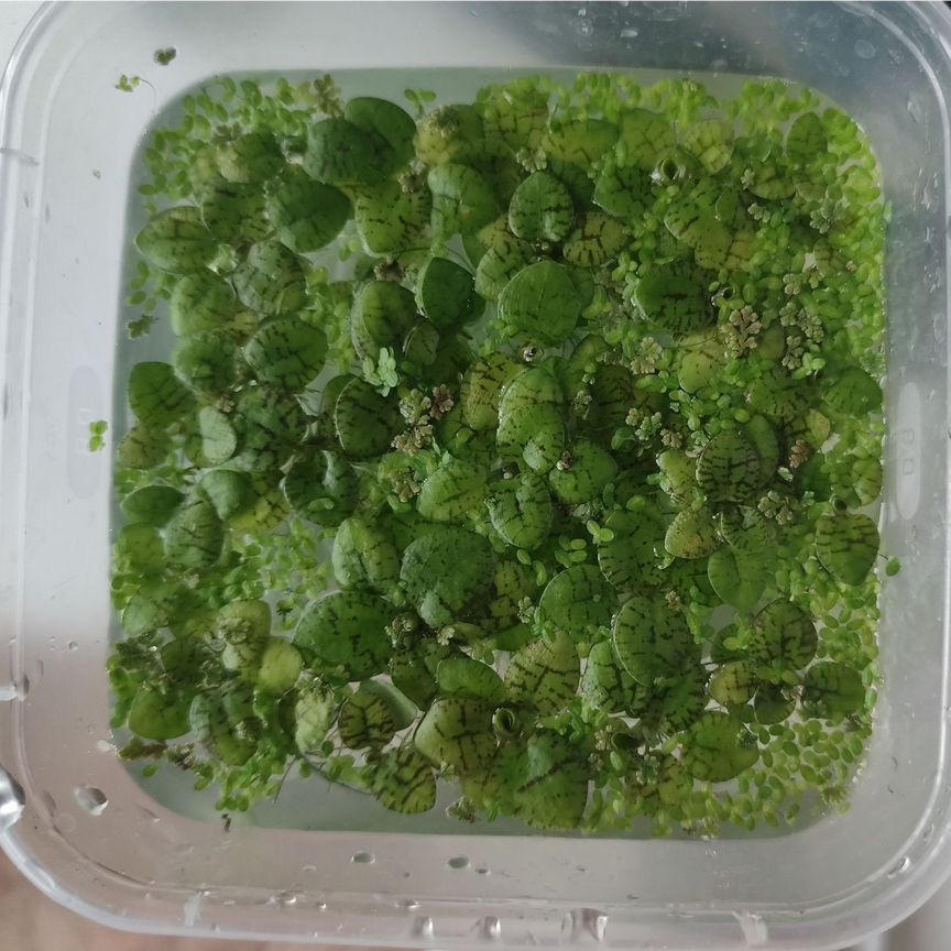 Лимнобиум и каролинская азолла