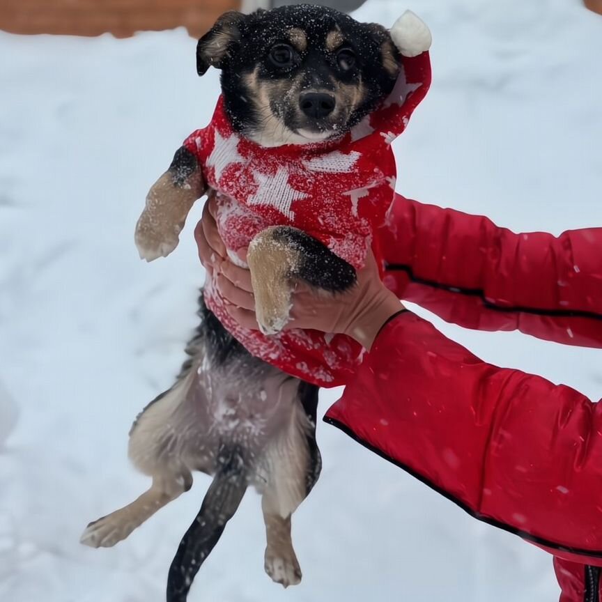 Щенок в добрые руки