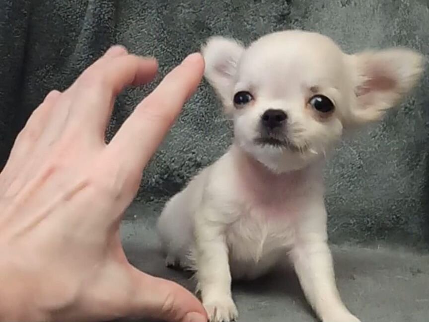 Девочка - Статуэточка чих