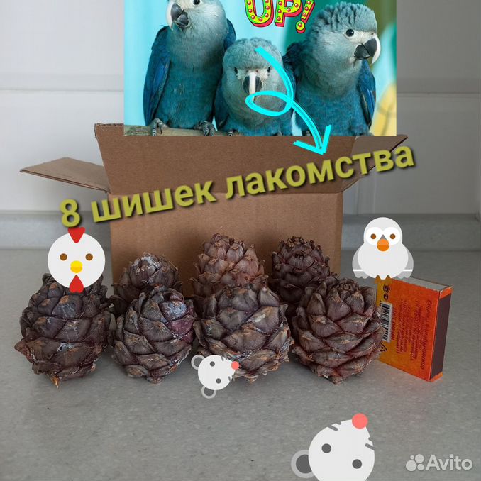 Шишка кедровая 8 штук