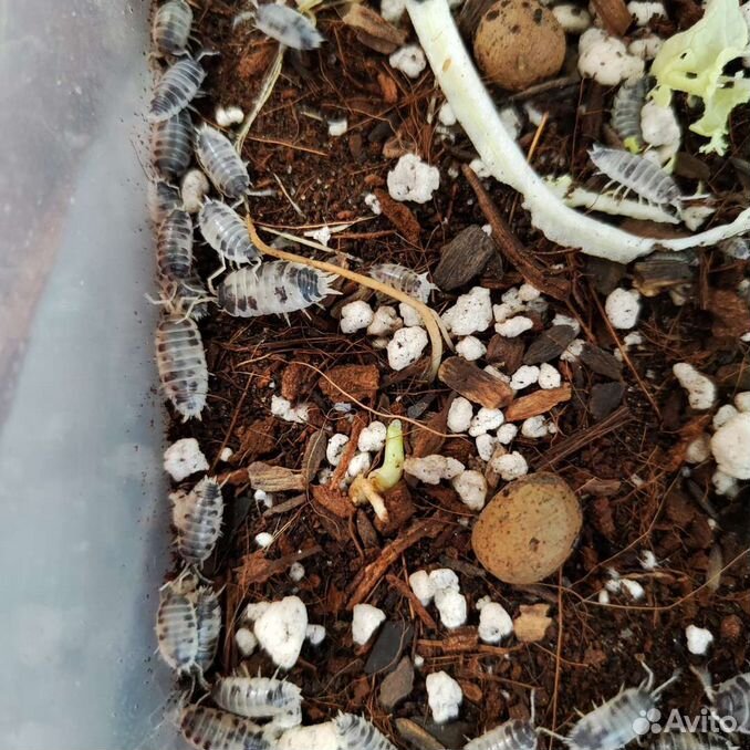 Мокрицы Porcellio Laevis "Dairy Cow"