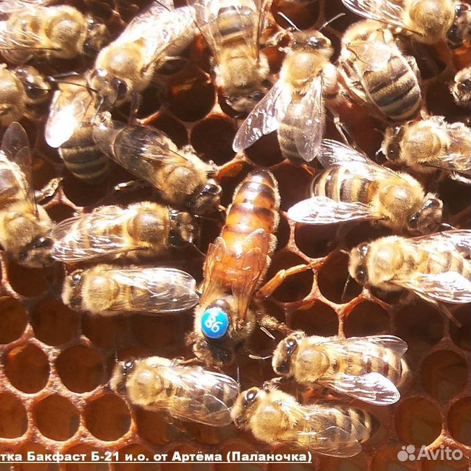 Пчеломатки бакфаст
