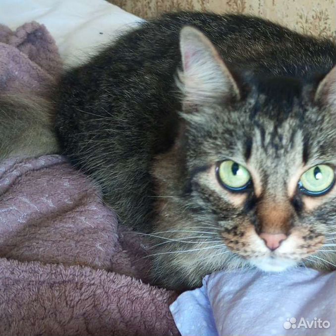 Сибирский котёнок в добрые руки бесплатно