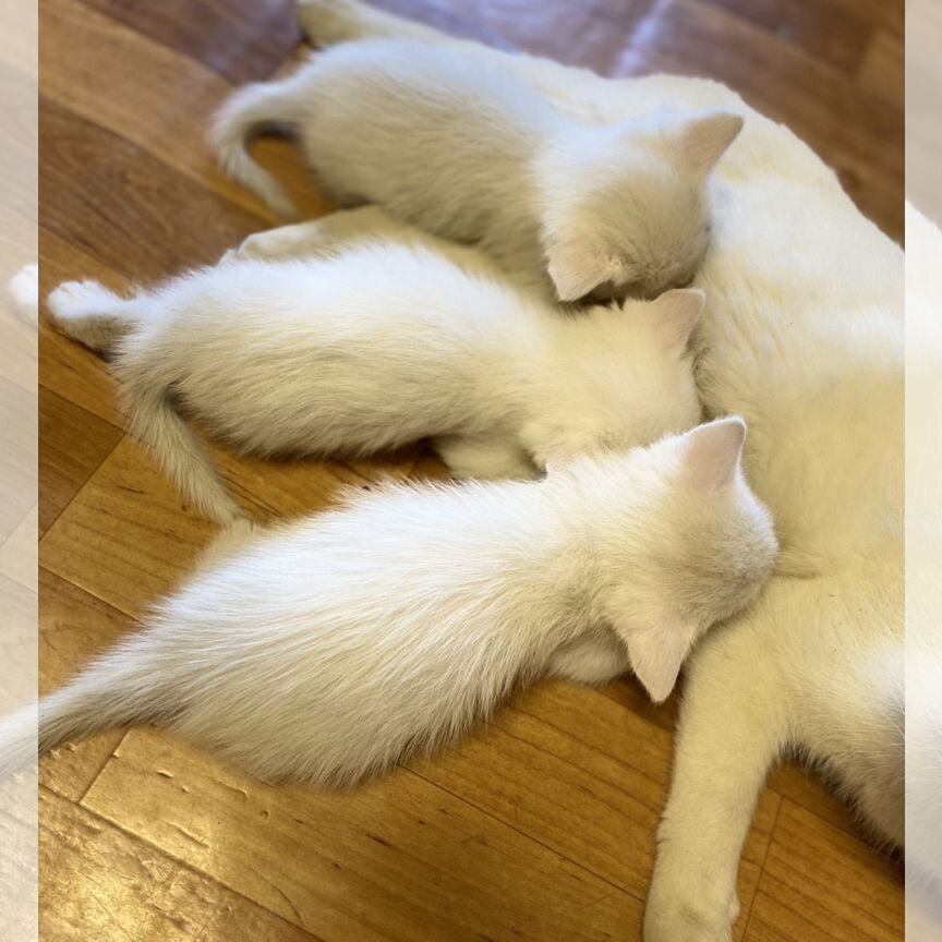 Котята