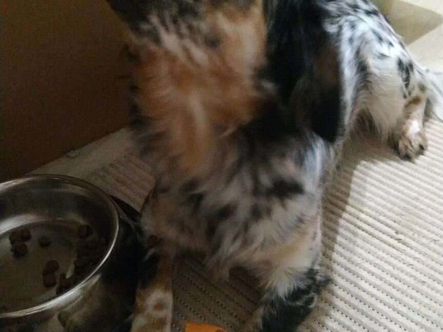 Собака в добрые руки, щенок