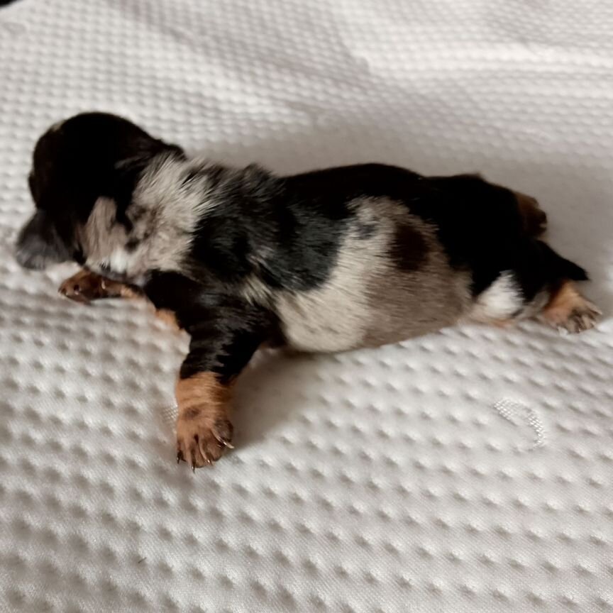 Карликовая такса, щенок