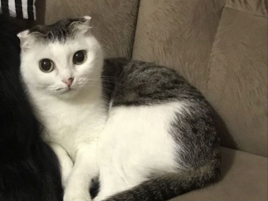Кошка вислоухая