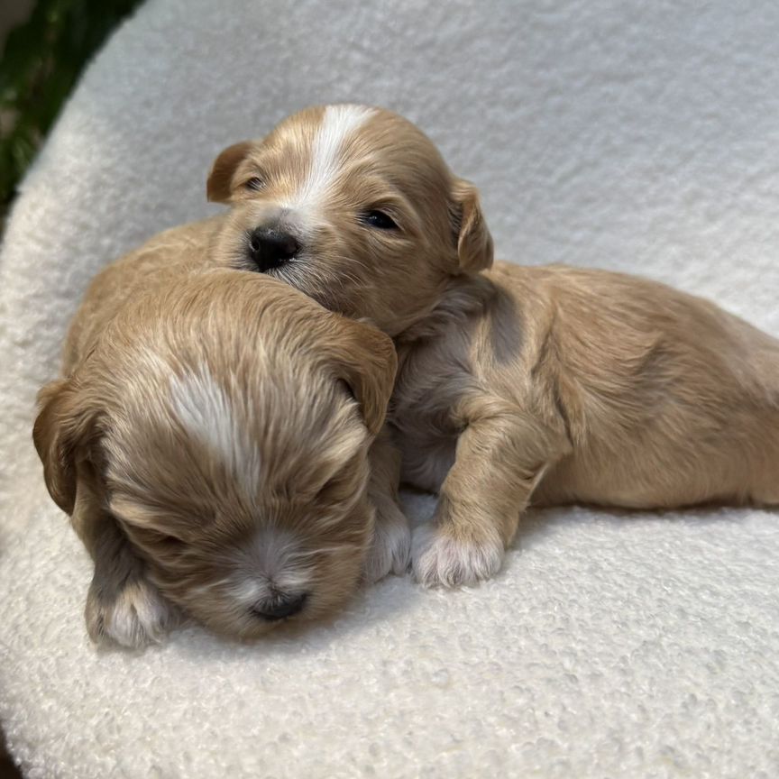 Мальтипу, щенок