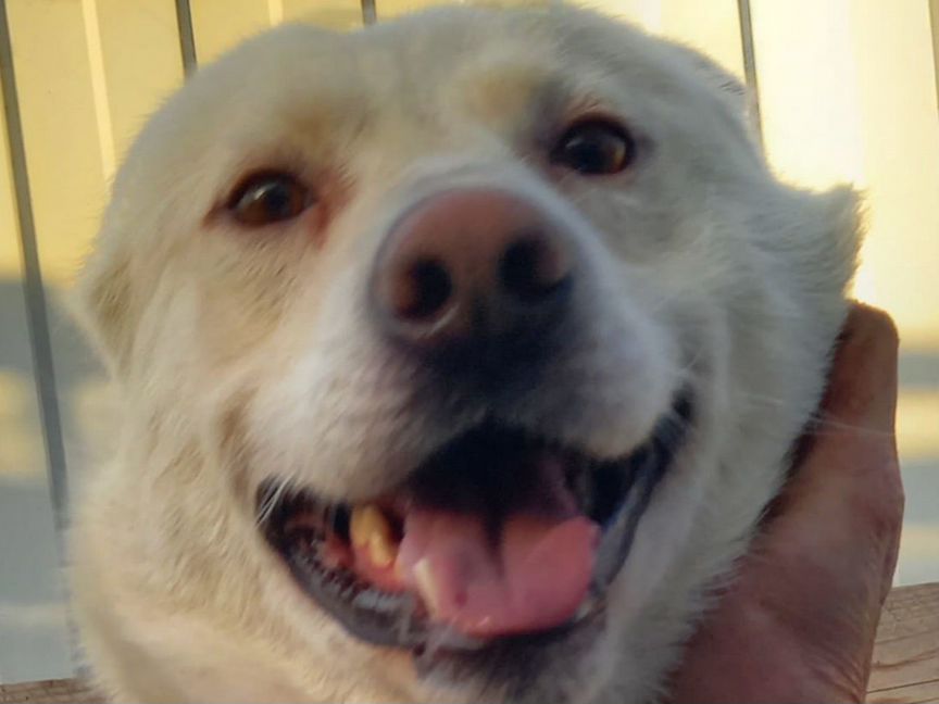 Алтай ищет временную передержку или сразу дом