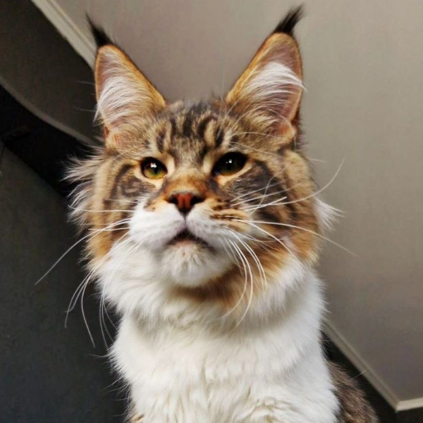 Юpимaн котенок мейн кун