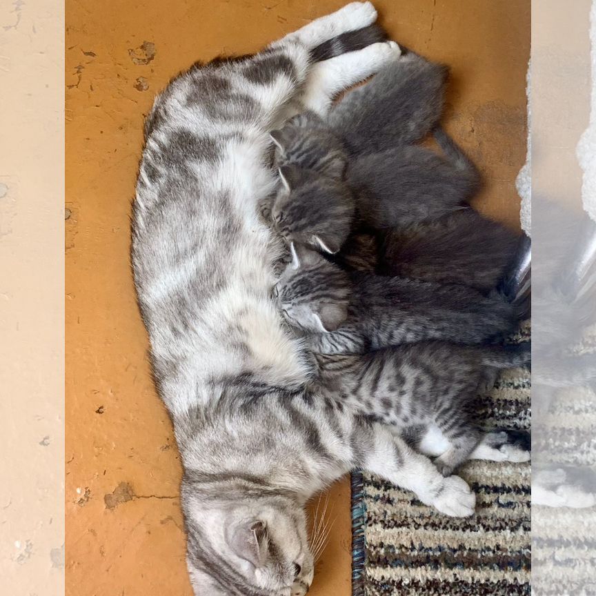 Котята