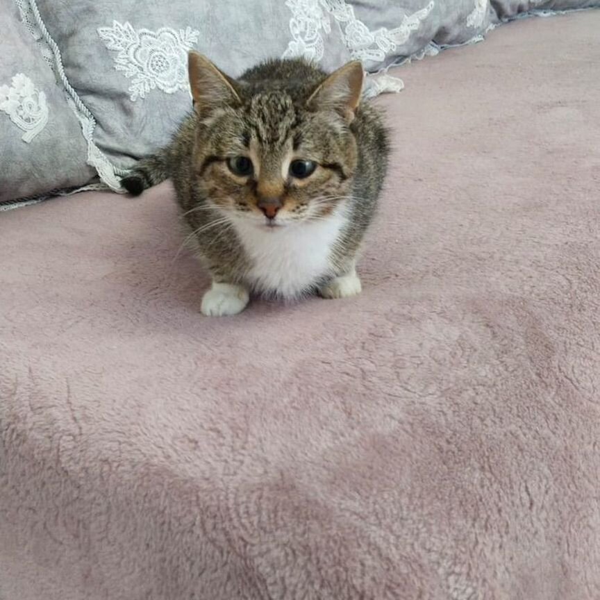 Кошка подросток и котенок