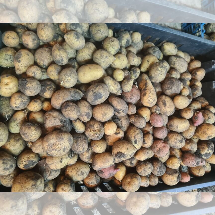 Картофель на корм скоту