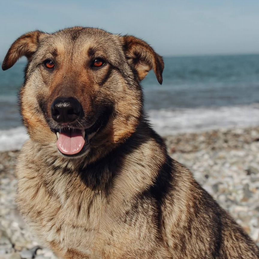 Собака в добрые руки