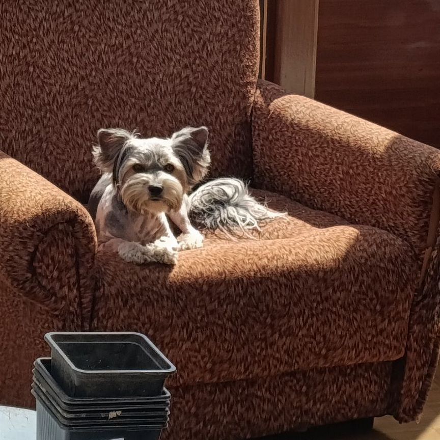 Бивер-йоркширский терьер, взрослая собака