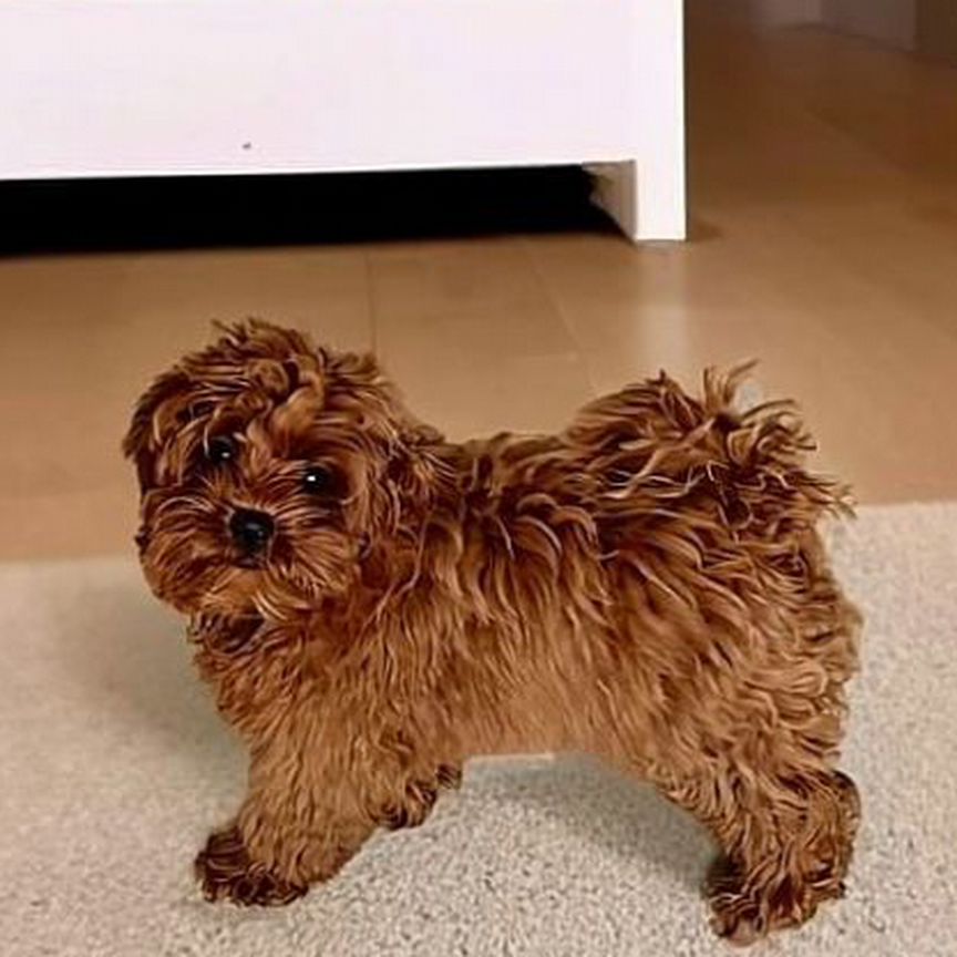 Мальтипу, щенок