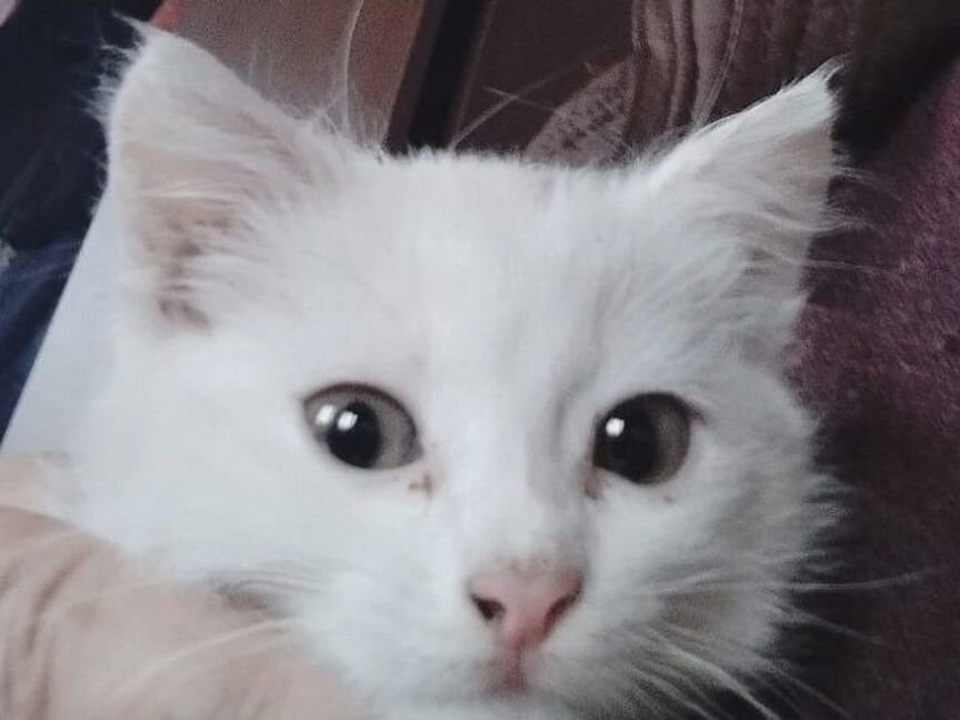 Белоснежка -девочка в добрые руки