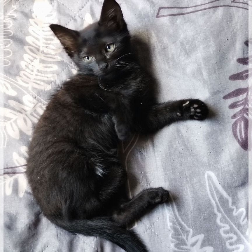 Черный котенок