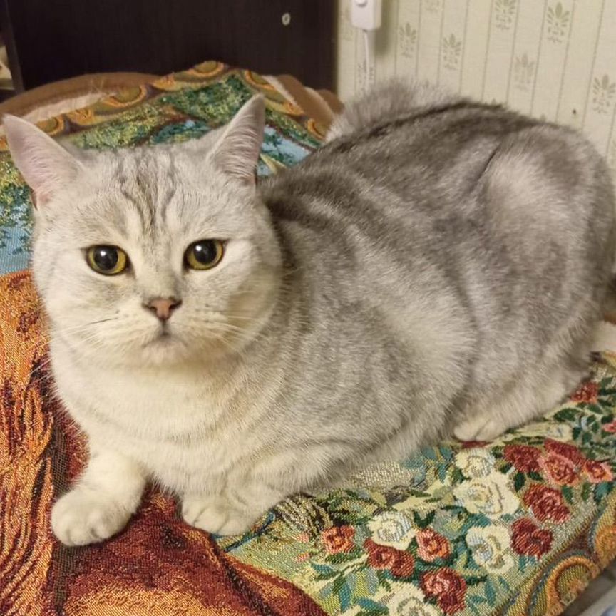 Шотладская кошка