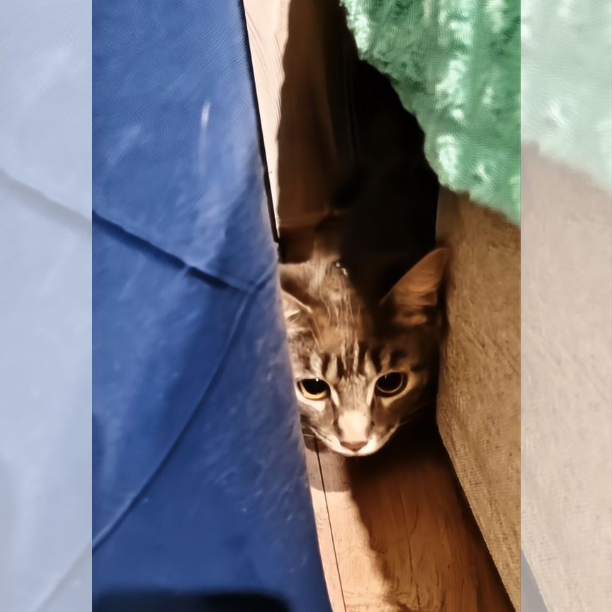 Мейн-кун котёнок