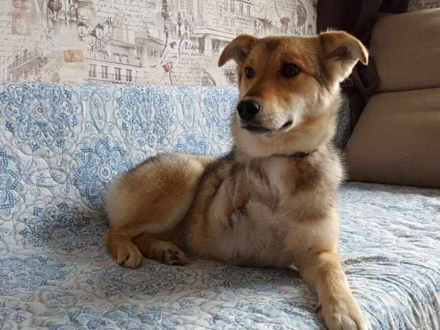 Собачка Вера в самые добрые руки