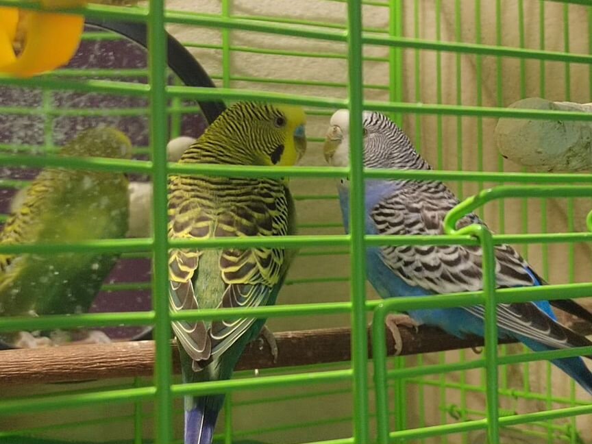 Попугайчики волнистые