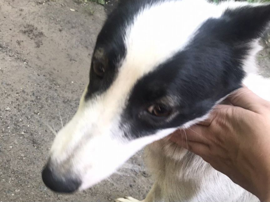 Помогите собачке