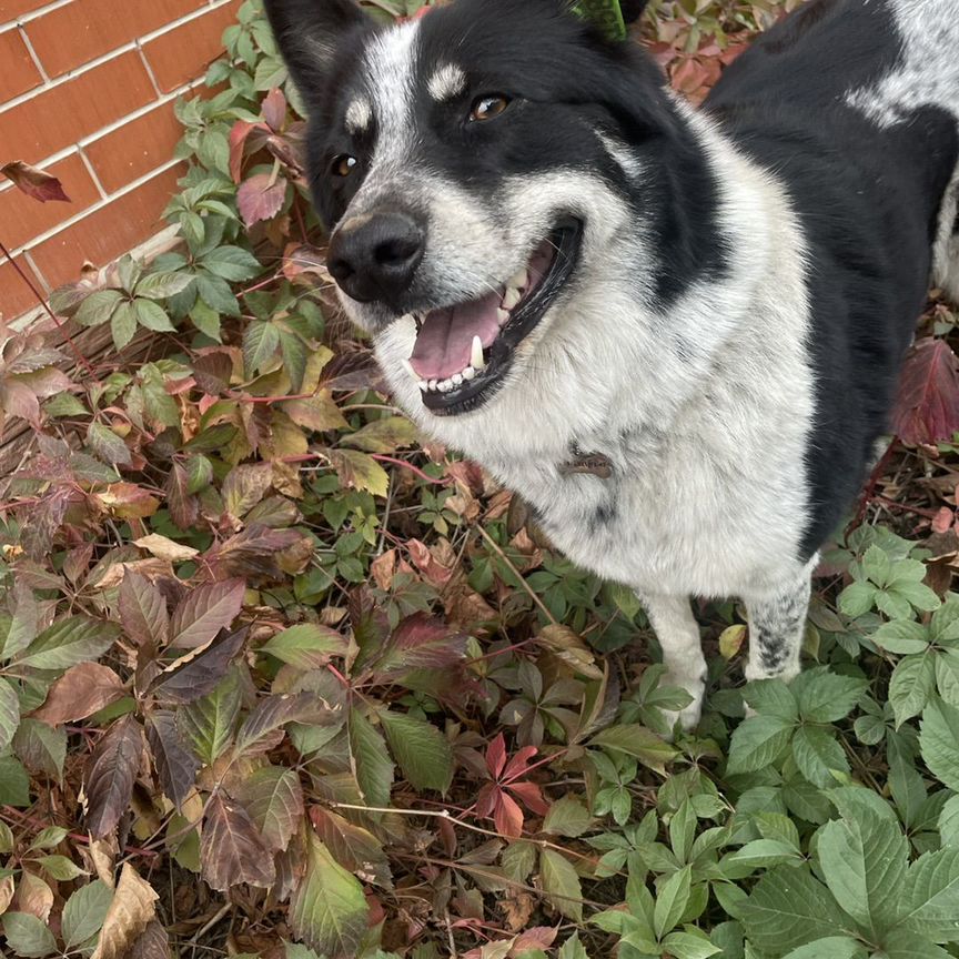 Самая хорошая собака Кира