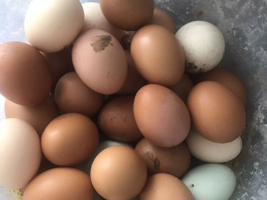 Инкубационное яйцо ред бро