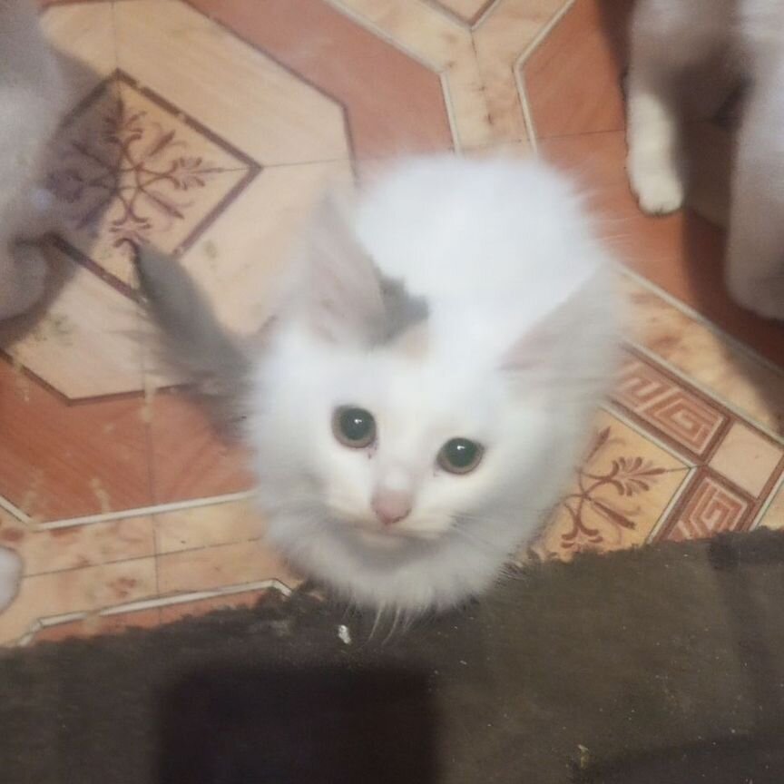 Две кошечки ищут дом