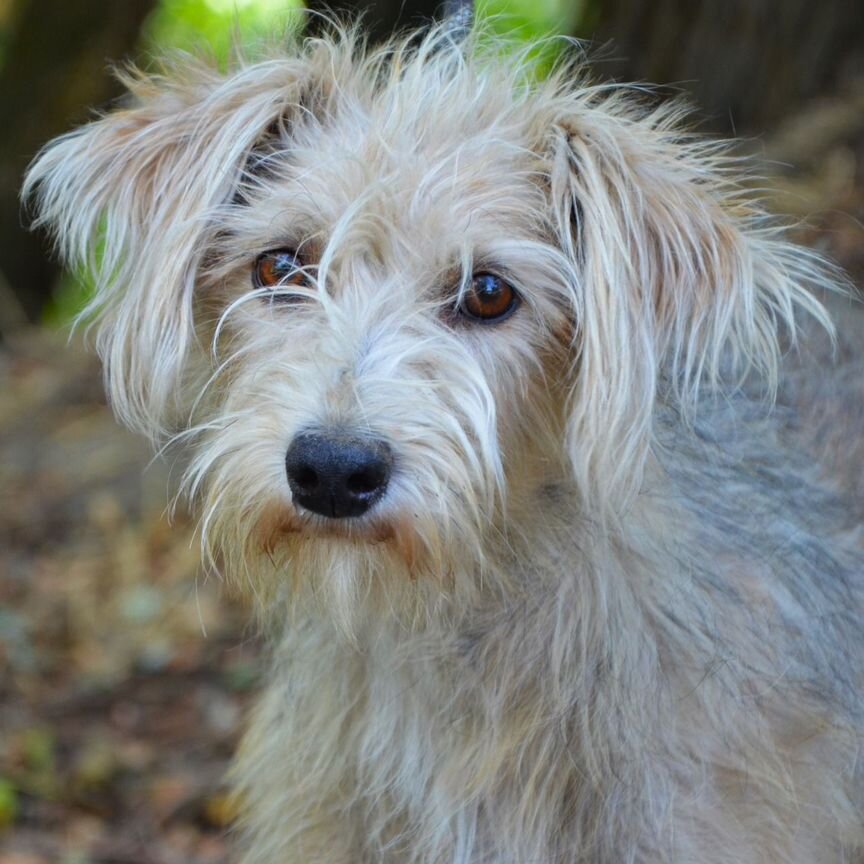 Собака в добрые руки