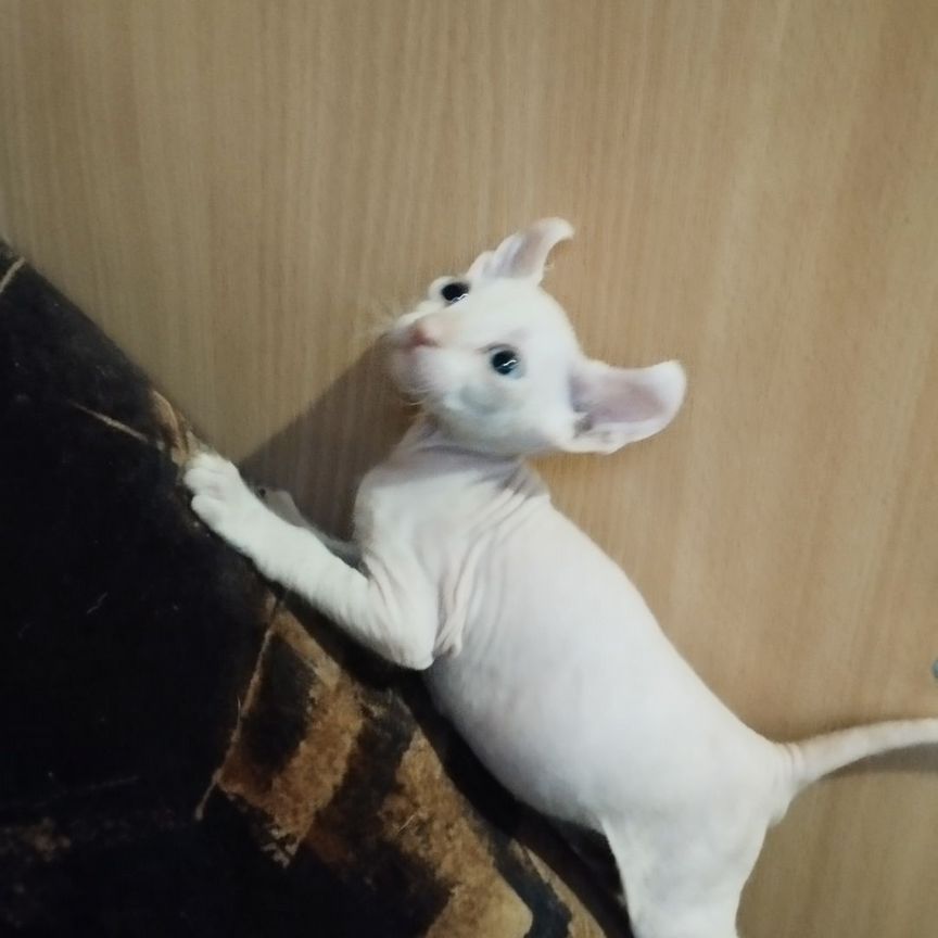 Котята эльфы