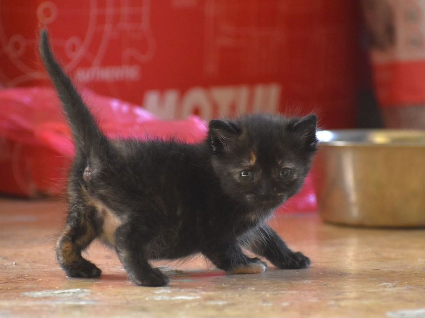 Скай кошечка 1 месяц