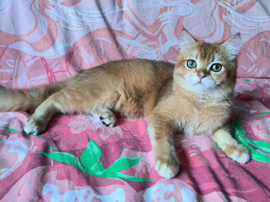 Британский мальчик