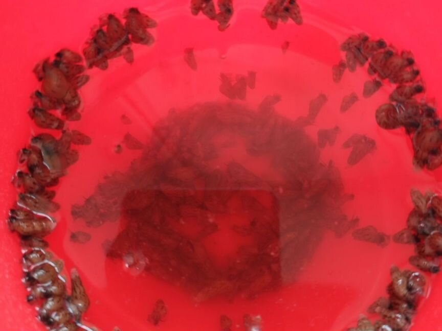 Улитки мелании