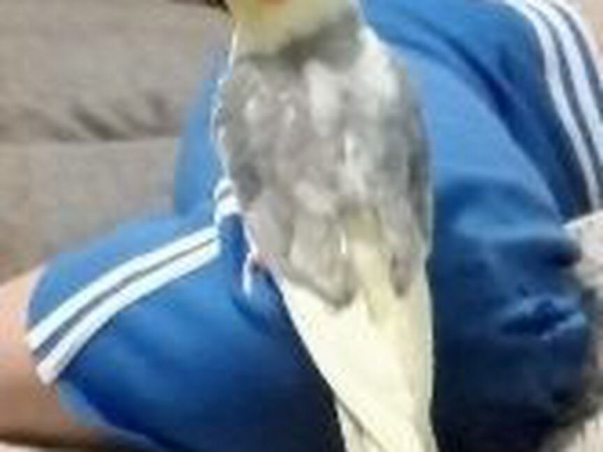 Попугай корелла мальчик