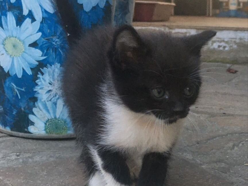 Котенок- кошачий ребенок