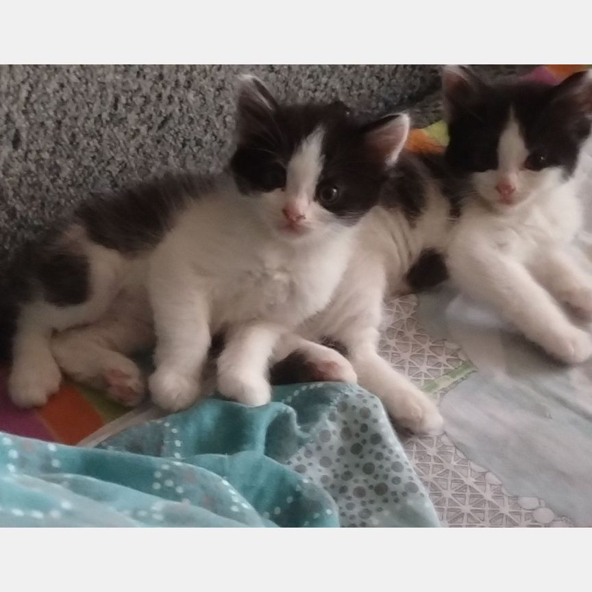 Отдам в добрые руки котёнка