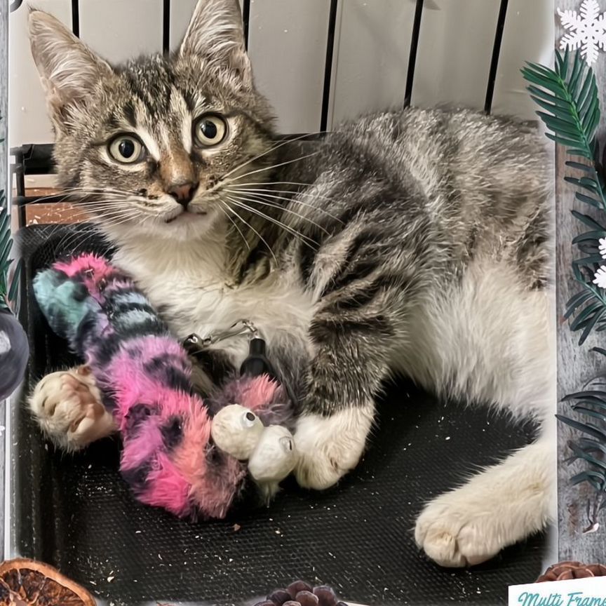 Котёнок в добрые руки