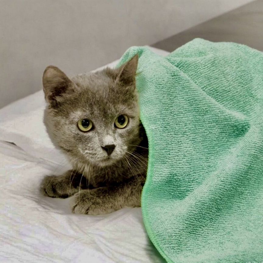 Кот типаж русская голубая в добрые руки